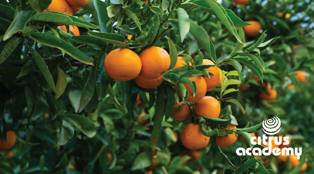 Citrus Plant Structures | Learn MyLife