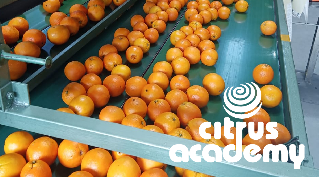 Citrus Production: Packhouse Process Flow | Learn MyLife