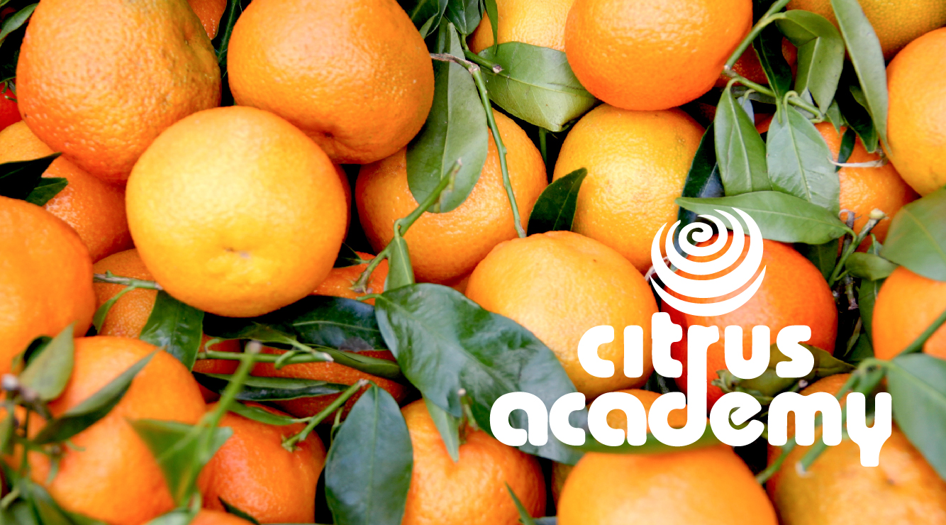 Citrus Production: Harvesting | Learn MyLife